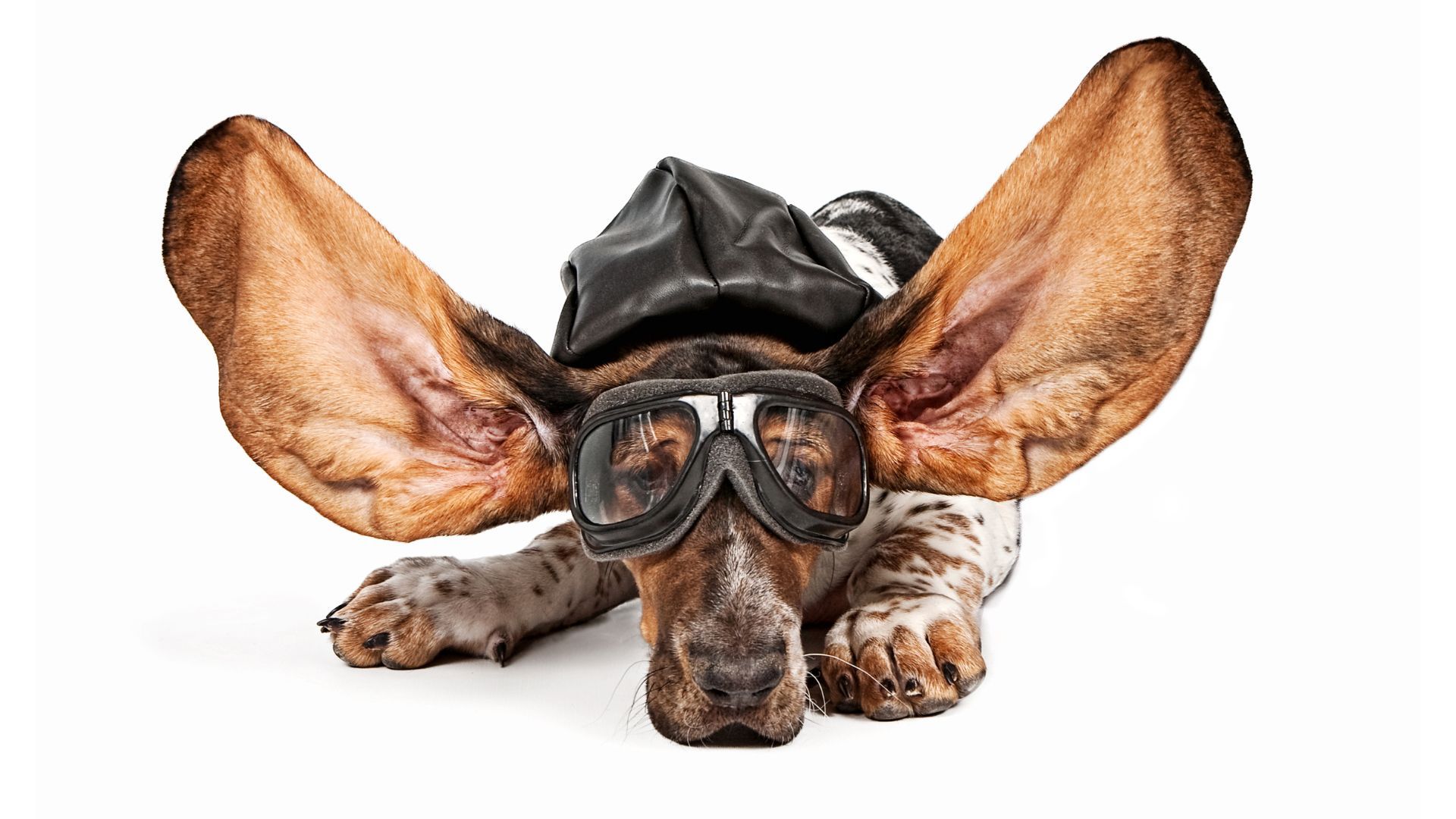 Take Flight with These 3 Fantastic Aviator Hats for Dogs