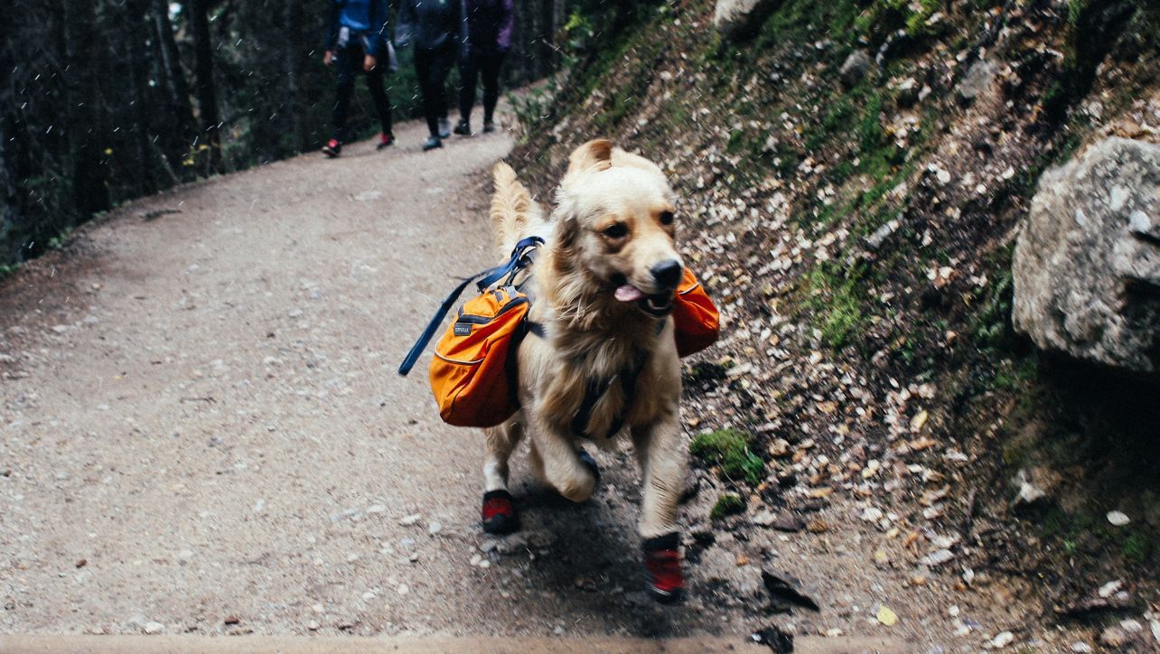 The Top Rated Hiking Harnesses for Your Pup