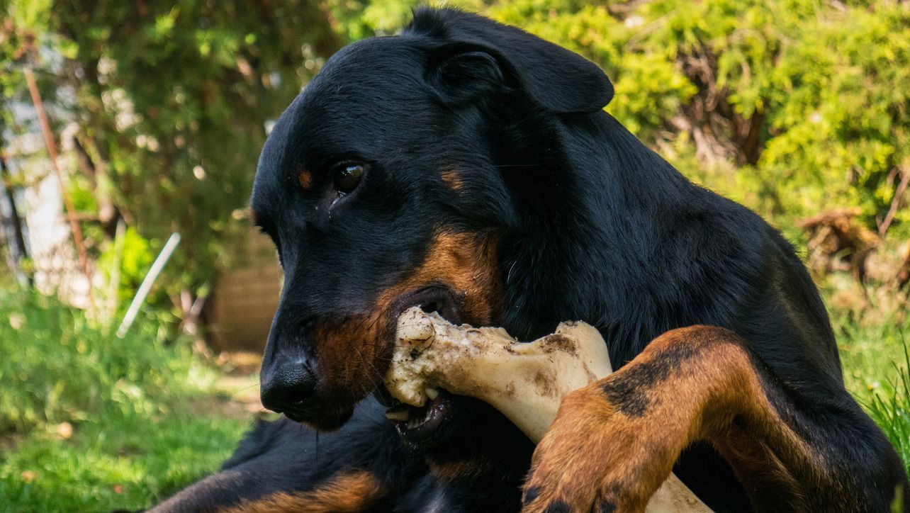 Find the Right Knuckle Bone for Your Dog: Our Top Pick