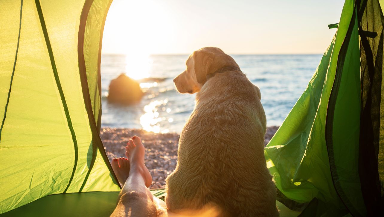 Pawsome Adventures: Camping with Your Canine Companion